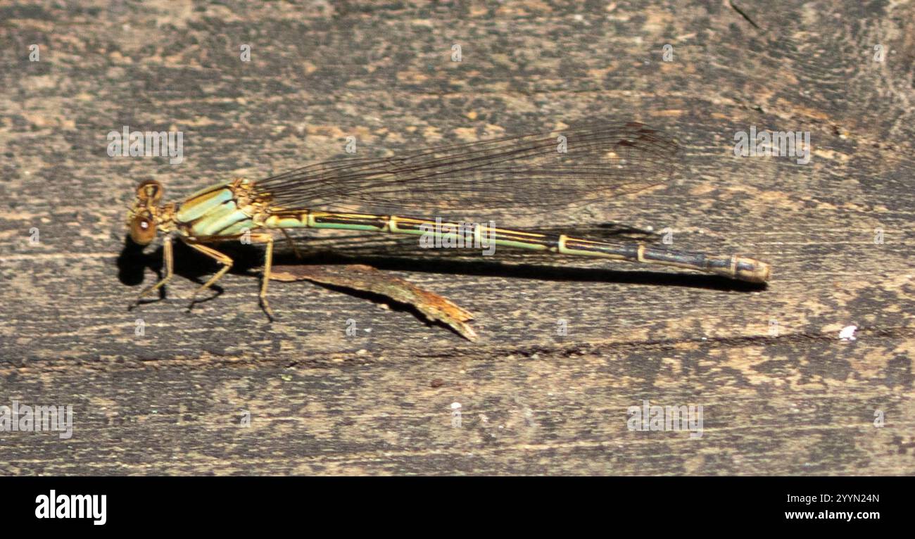Blue-fronted Dancer (Argia apicalis Stock Photo - Alamy