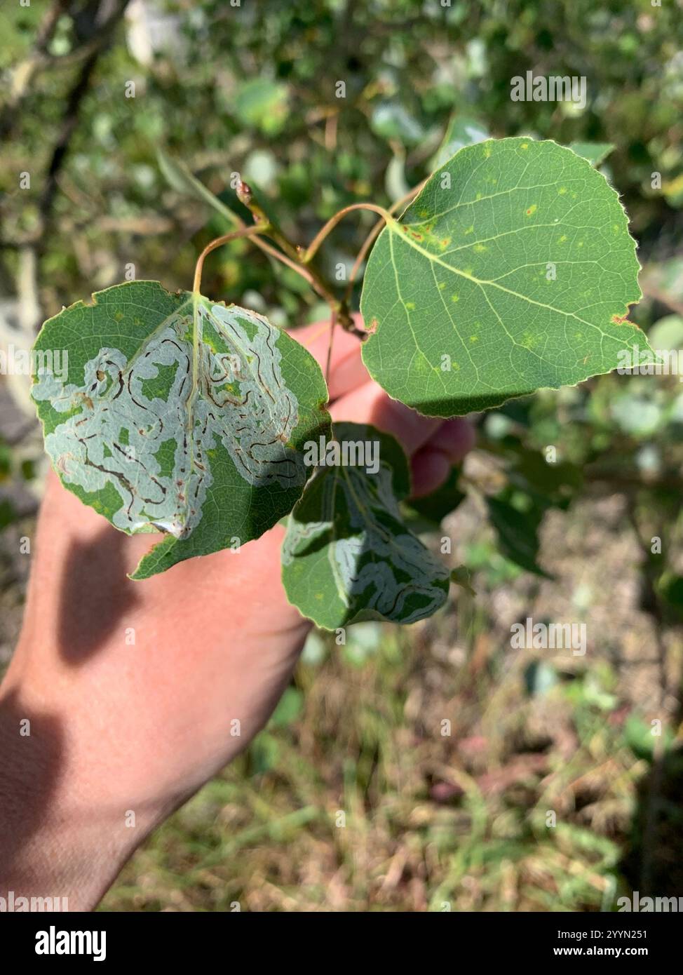 Aspen Serpentine Leafminer Moth (Phyllocnistis populiella Stock Photo ...