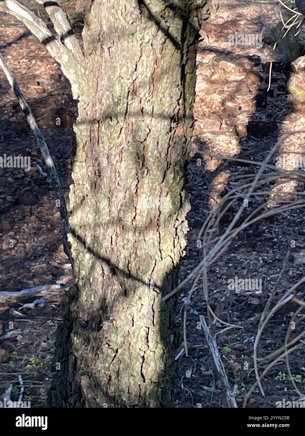Buloke (Allocasuarina luehmannii Stock Photo - Alamy
