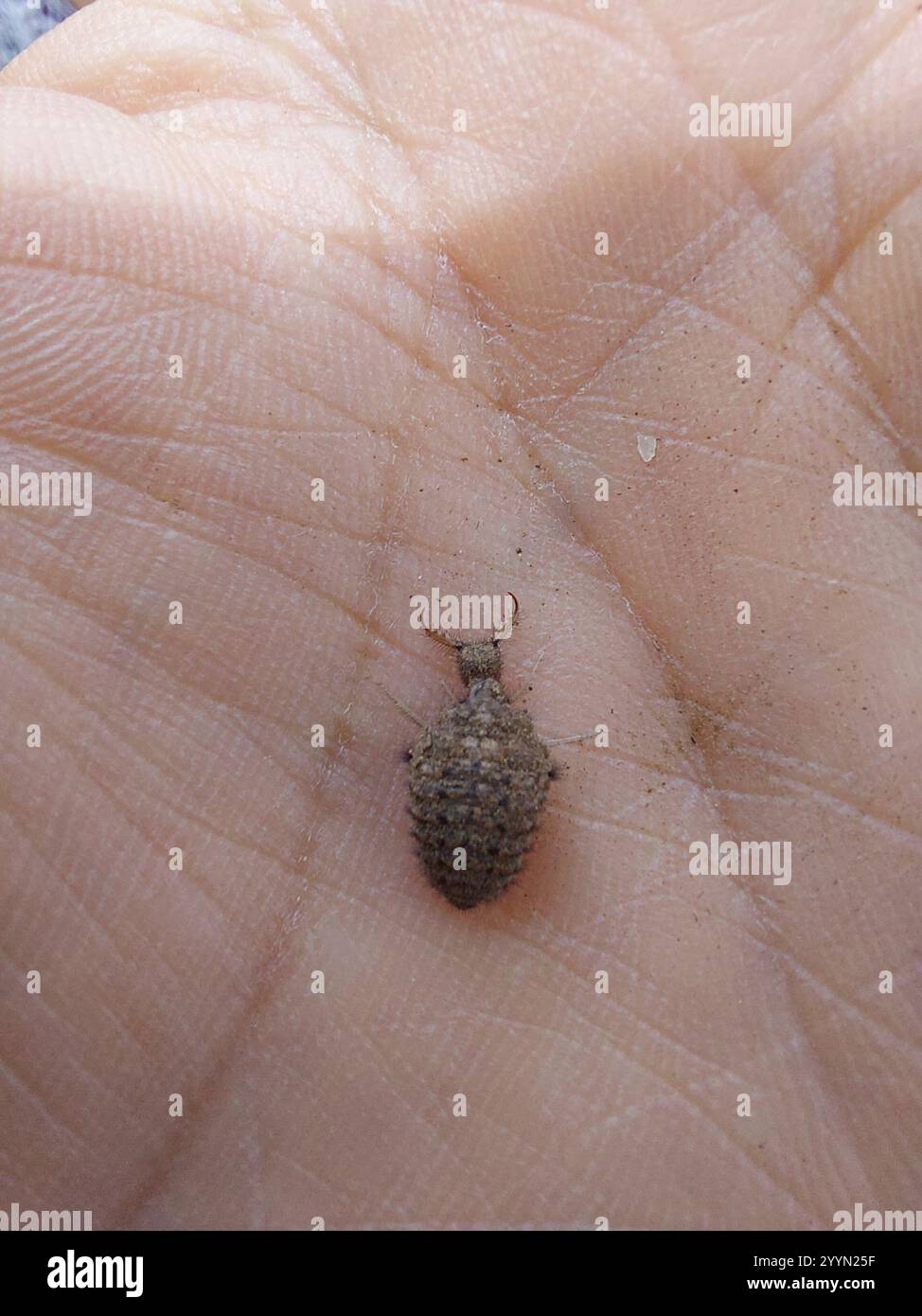 Pit trapping antlions hi-res stock photography and images - Alamy