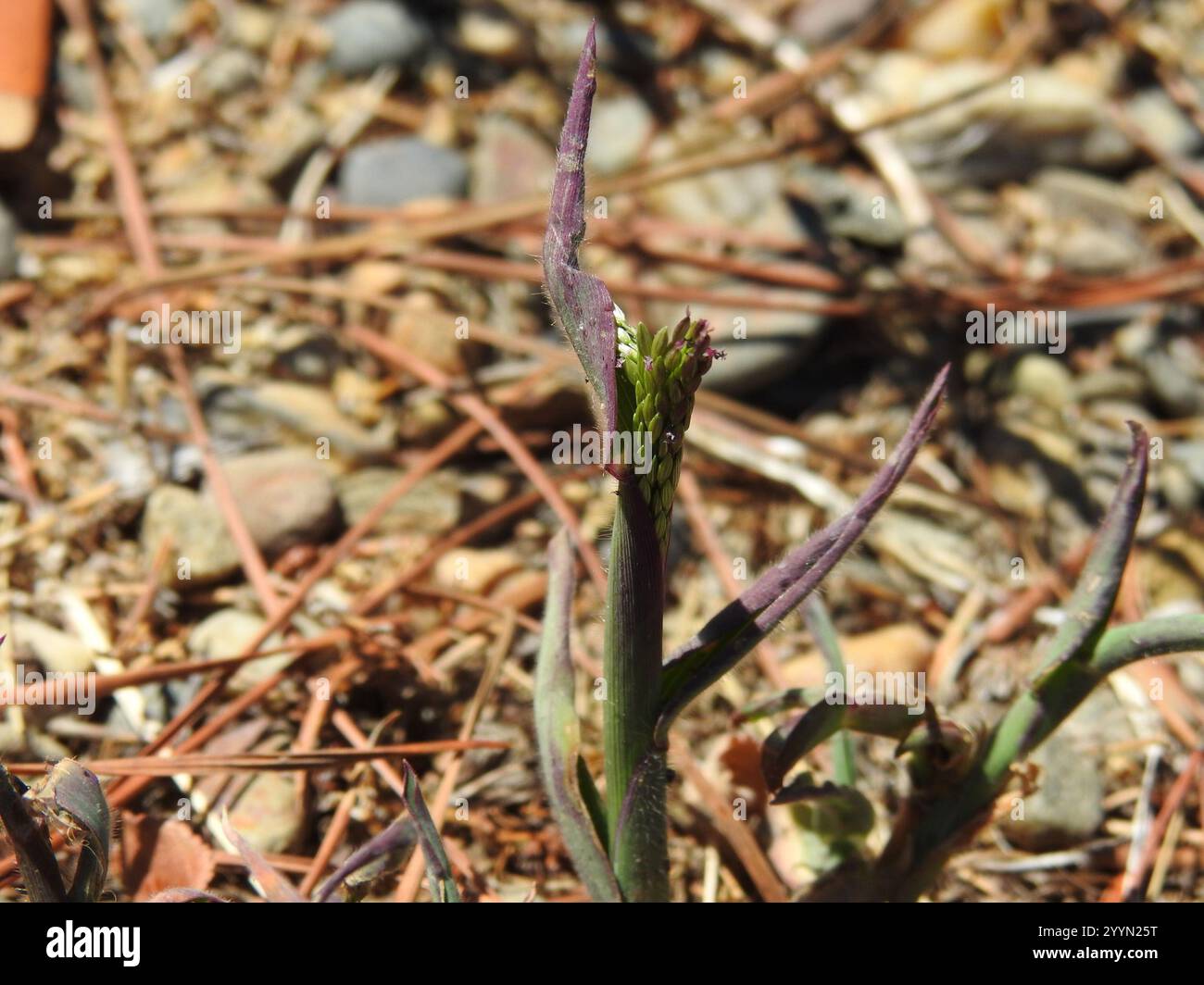 Jungle Rice (Echinochloa colonum Stock Photo - Alamy
