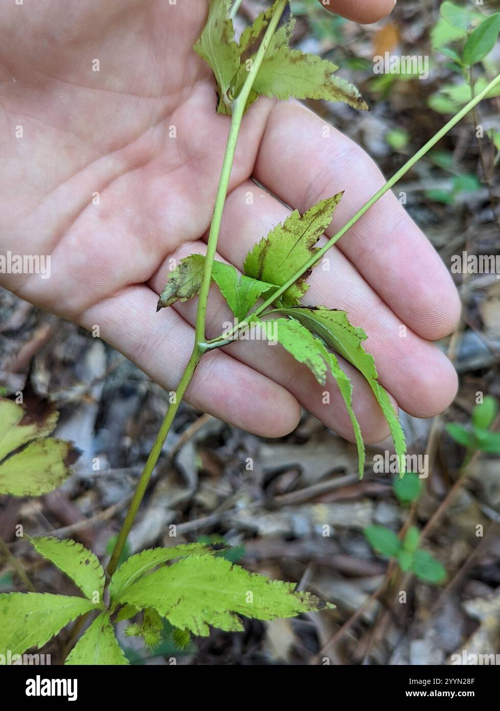 Black Snakeroot (Sanicula canadensis Stock Photo - Alamy