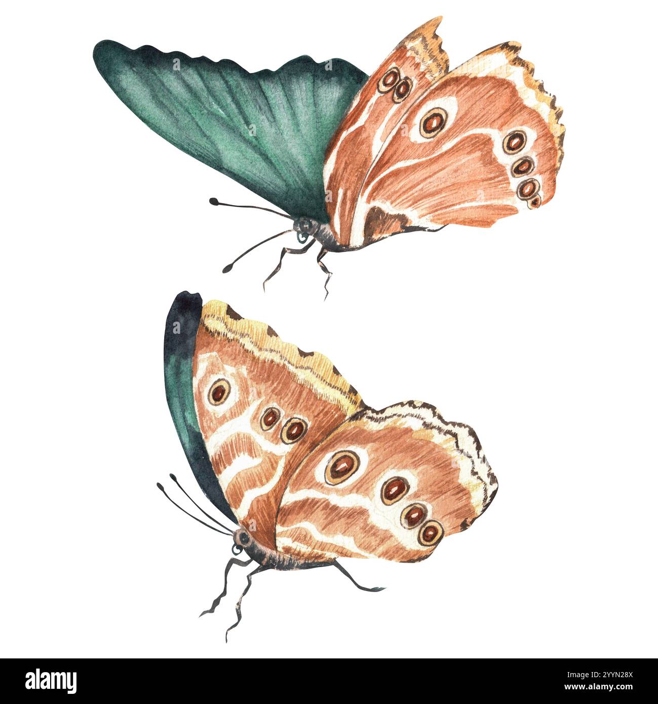 Green exotic butterflies. Big tropical butterflies with closed wings ...