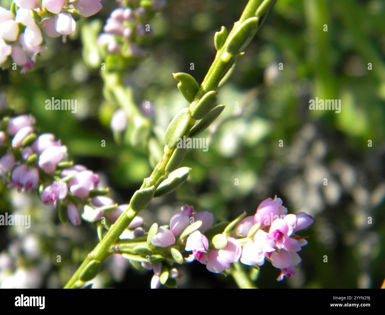 tortoise berry (Muraltia spinosa Stock Photo - Alamy