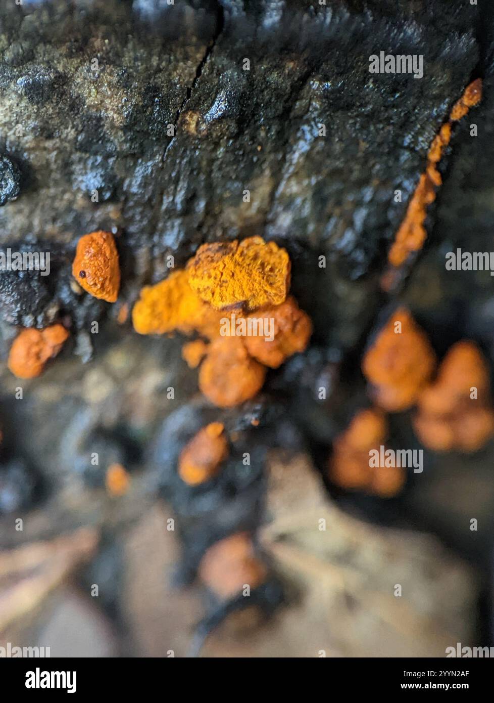 orange hobnail canker (Amphilogia gyrosa Stock Photo - Alamy
