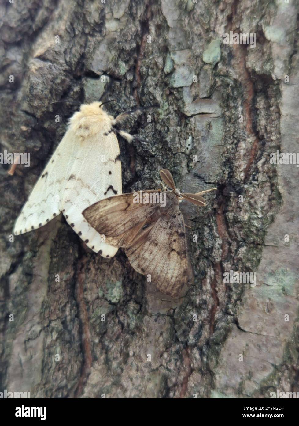 Spongy Moth (Lymantria dispar Stock Photo - Alamy