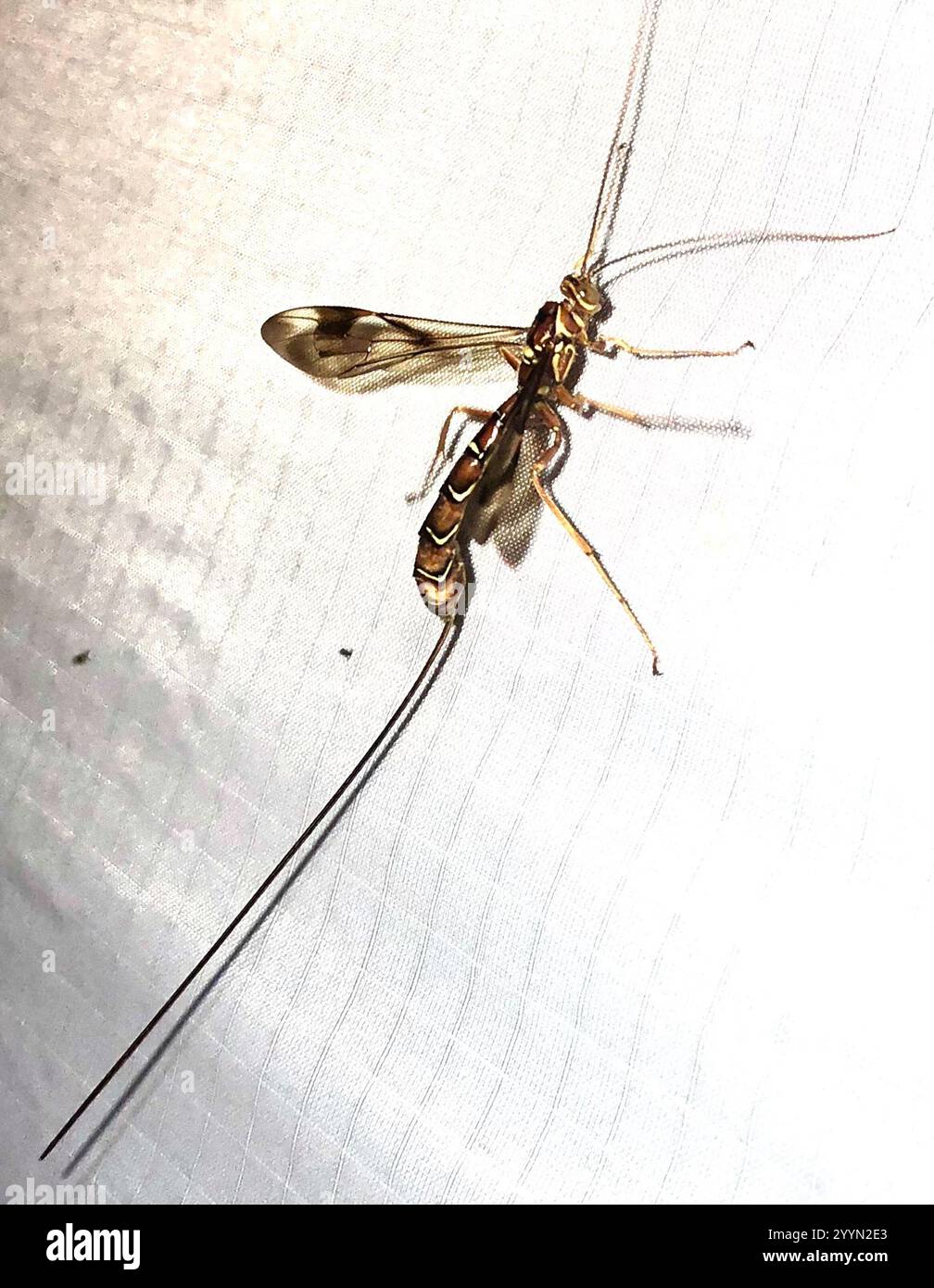 Long-tailed Giant Ichneumonid Wasp (Megarhyssa macrurus macrurus Stock ...