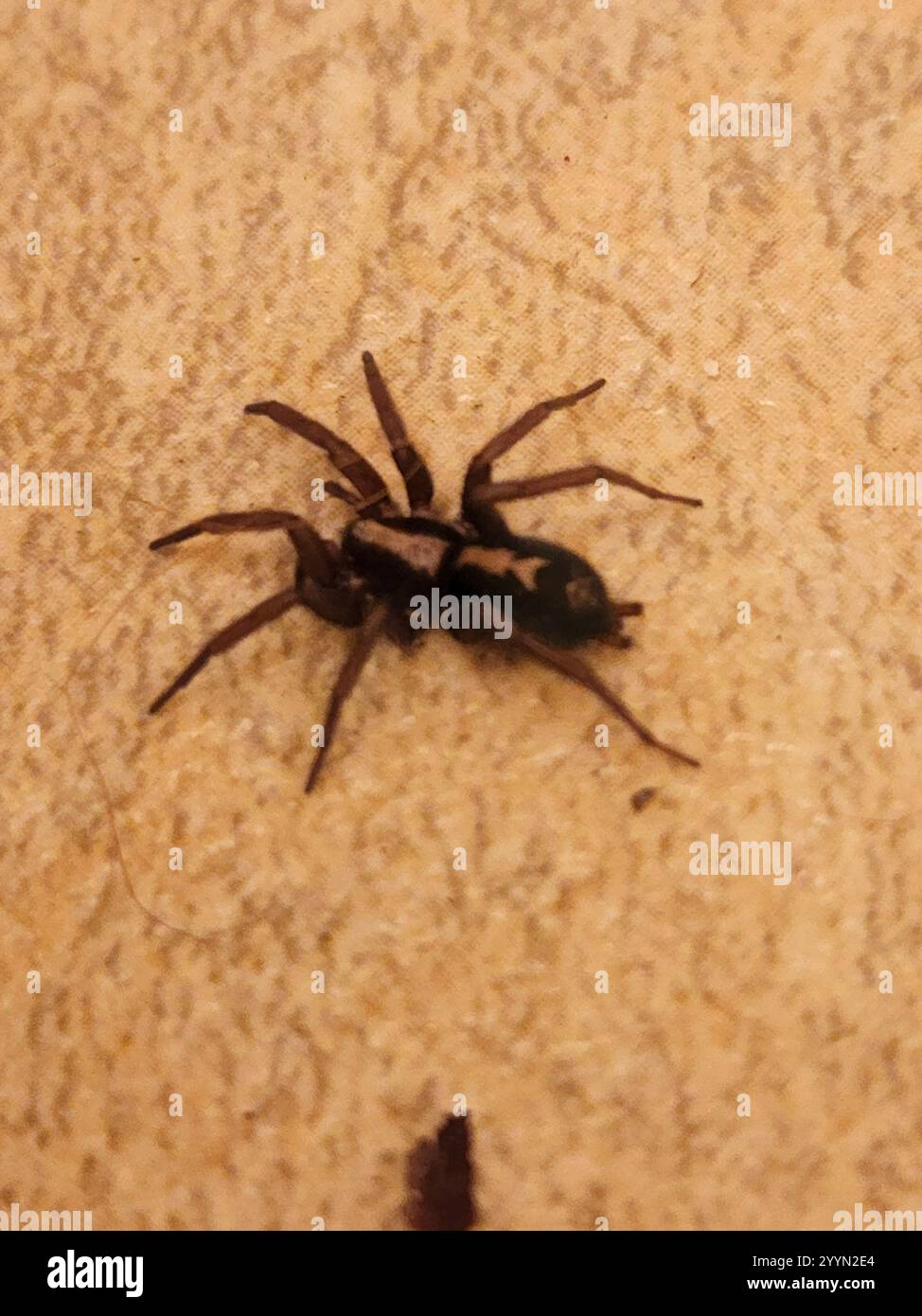 Western Parson Spider (Herpyllus propinquus Stock Photo - Alamy