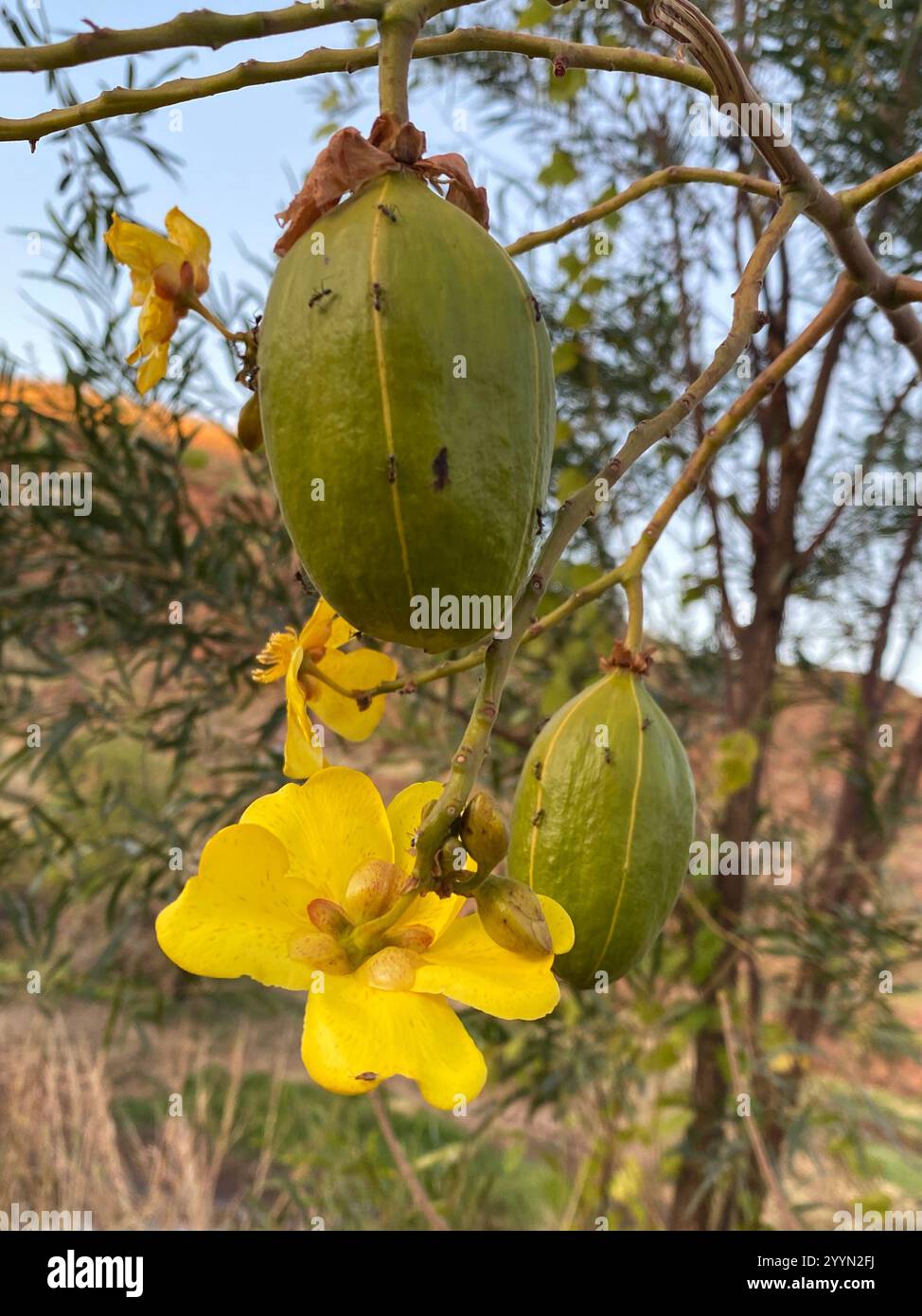 Yellow Kapok (Cochlospermum fraseri Stock Photo - Alamy