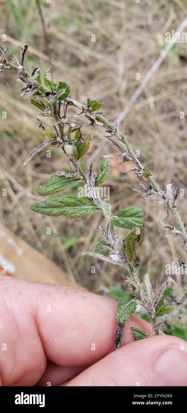 stoneseeds, puccoons, and gromwells (Lithospermum Stock Photo - Alamy