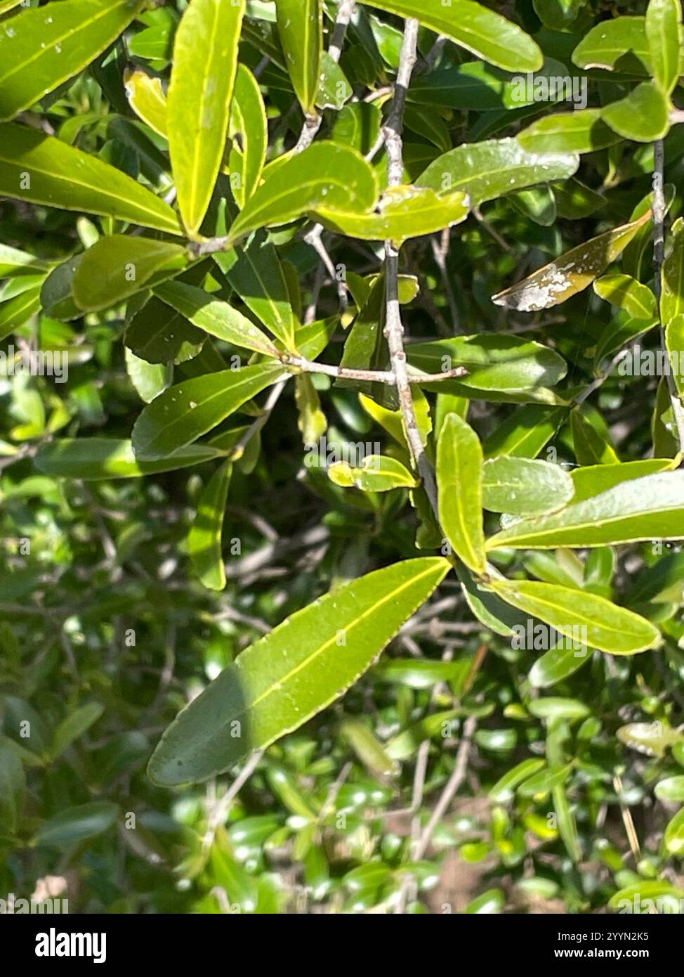 Red-fruited Olive Plum (Elaeodendron australe Stock Photo - Alamy