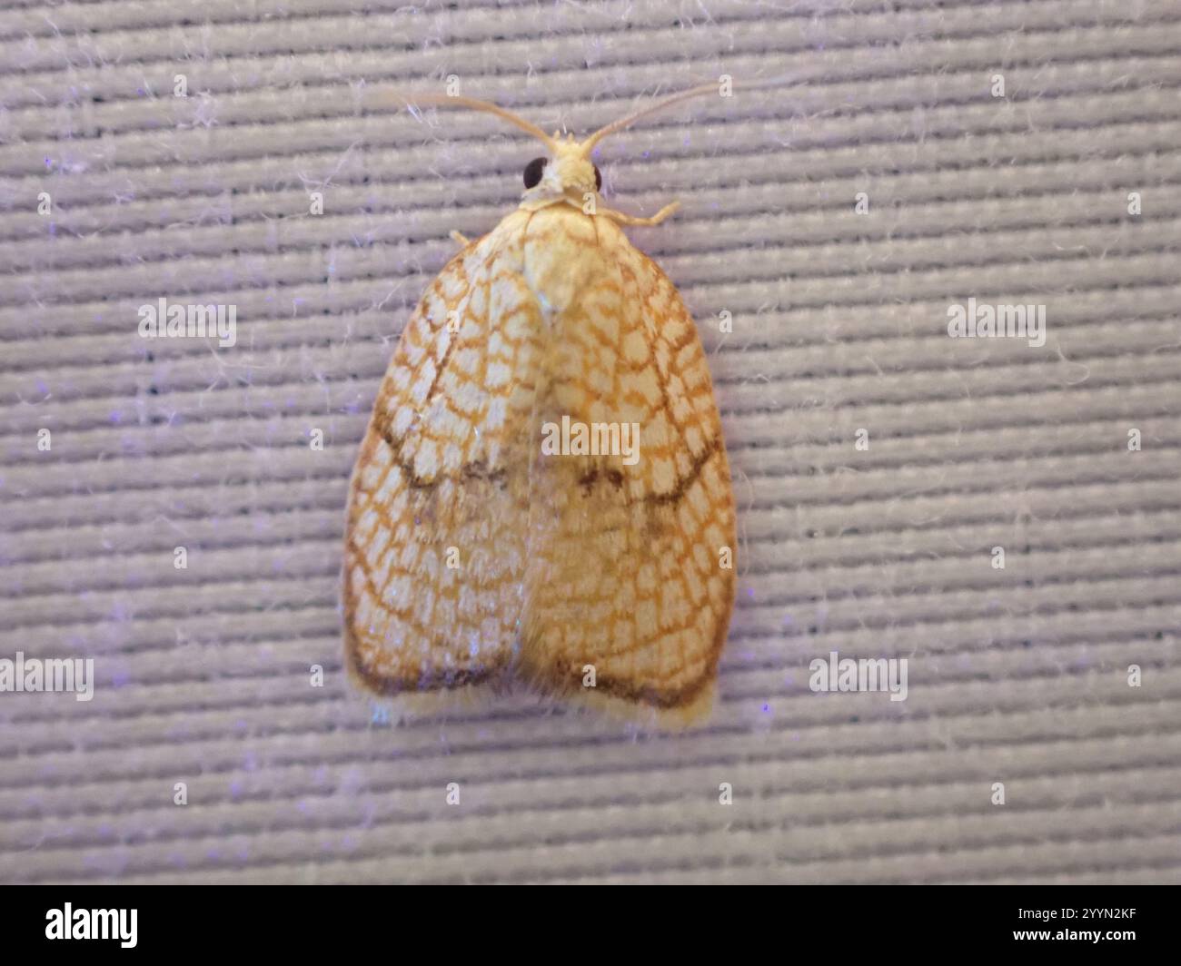 Leaftier moth hi-res stock photography and images - Alamy