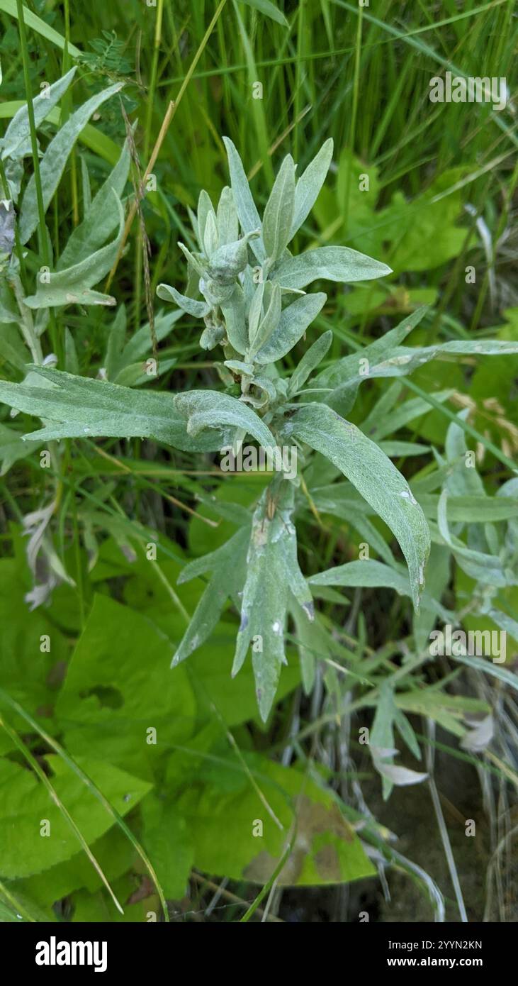 Silver Wormwood (Artemisia ludoviciana Stock Photo - Alamy