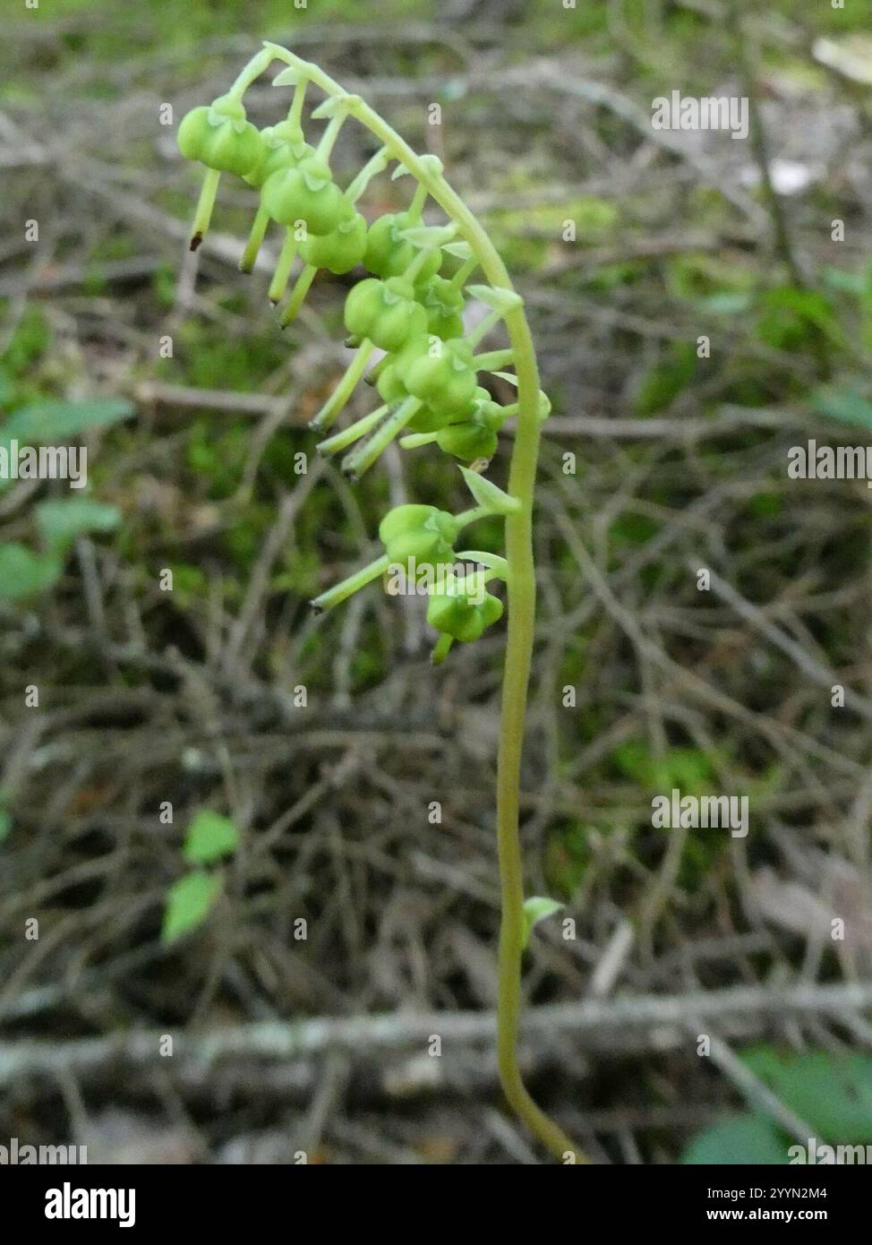 one-sided wintergreen (Orthilia secunda Stock Photo - Alamy