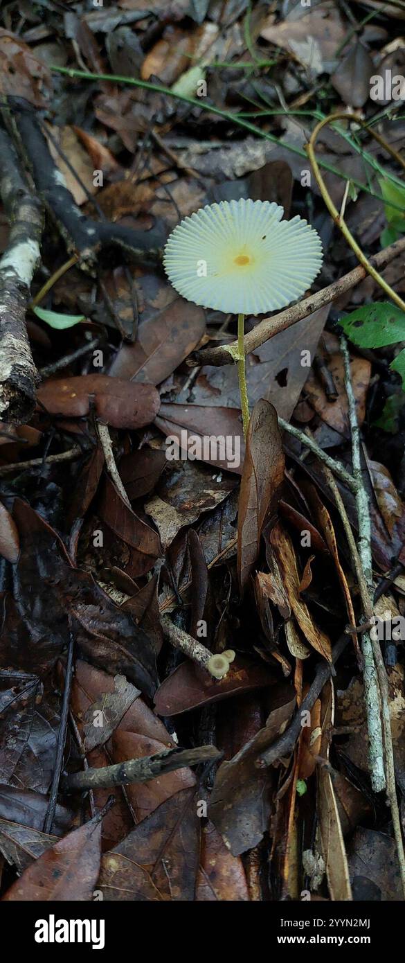 Fragile Dapperling (Leucocoprinus fragilissimus Stock Photo - Alamy