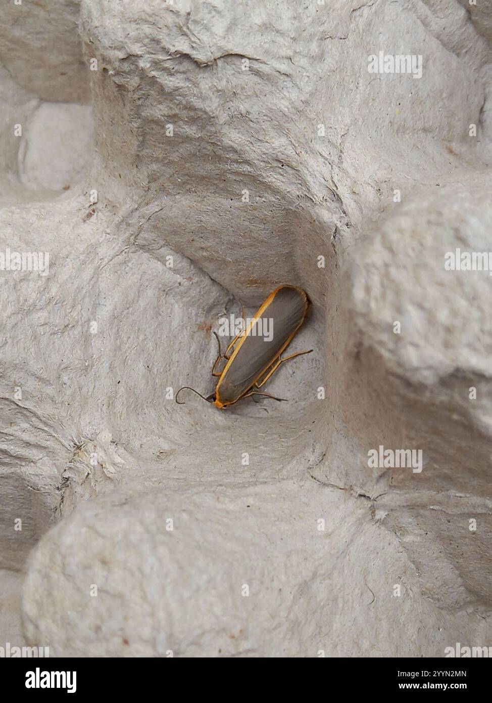 Common Footman (Eilema lurideola Stock Photo - Alamy