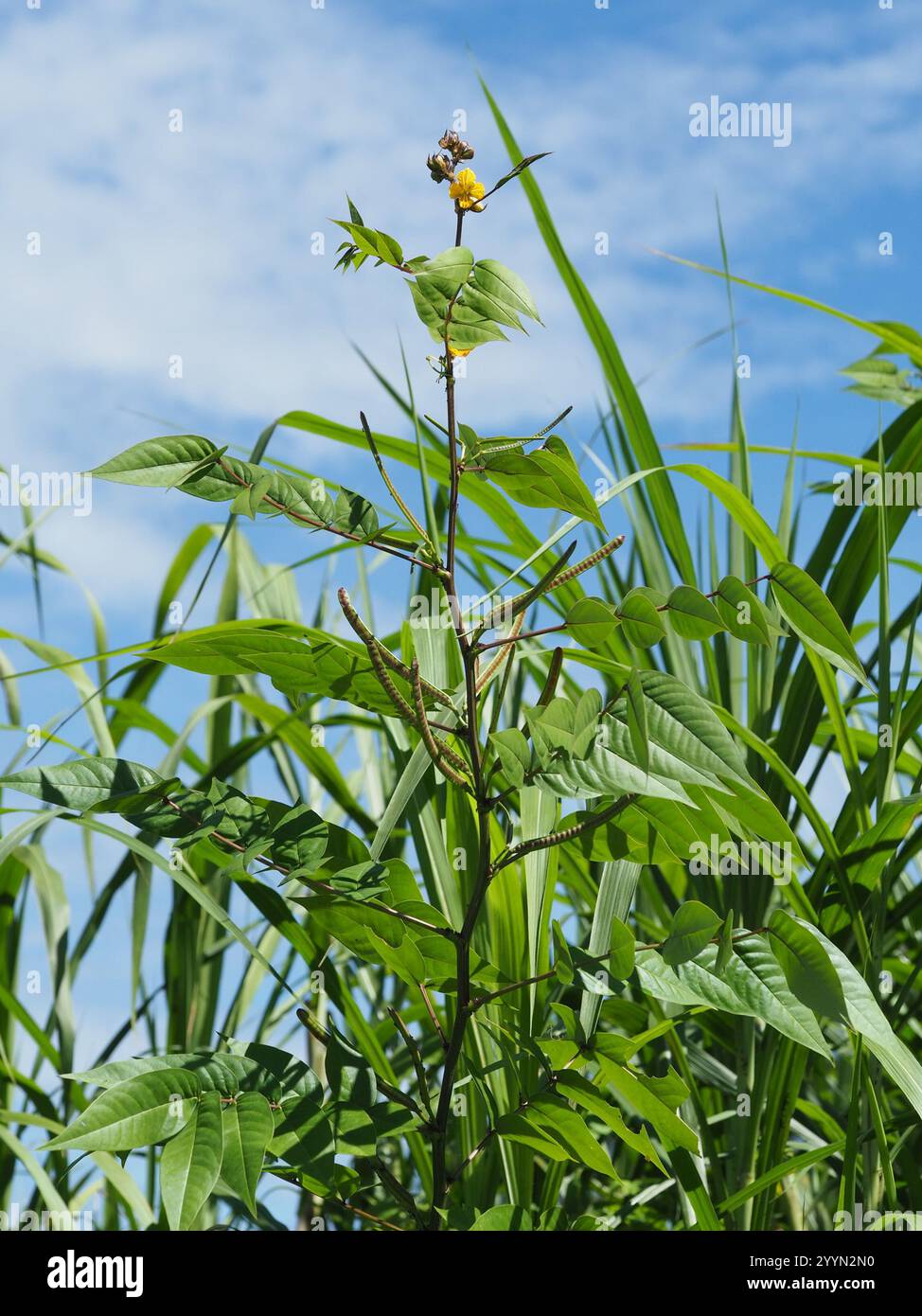 Coffee Senna (Senna occidentalis Stock Photo - Alamy