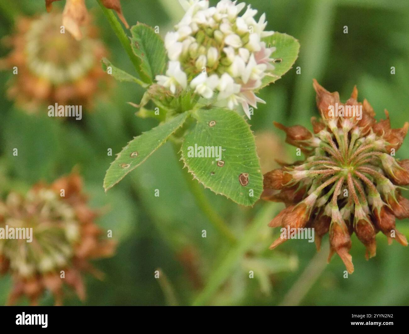 Alsike clover (Trifolium hybridum Stock Photo - Alamy