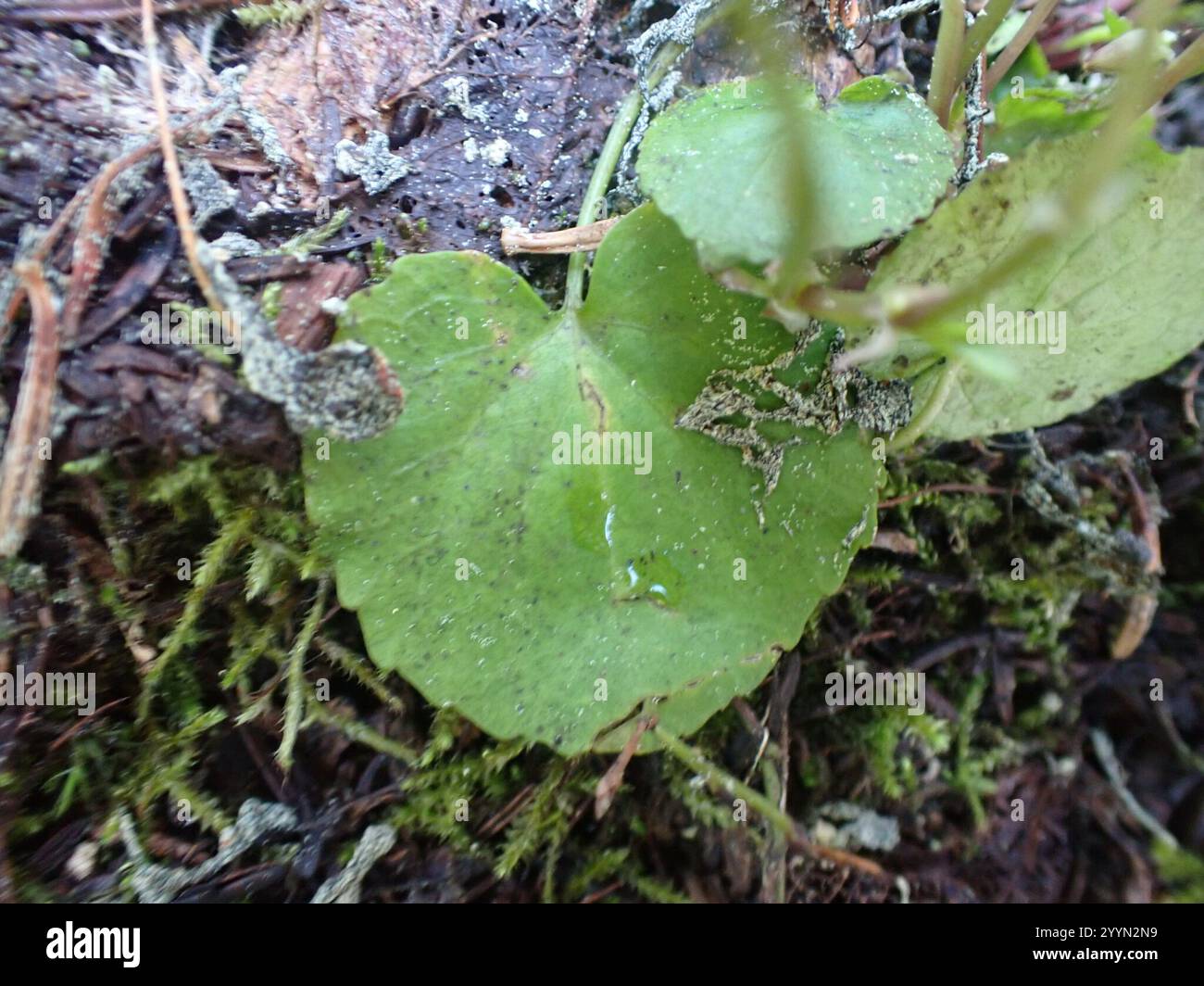 western roundleaf violet (Viola orbiculata Stock Photo - Alamy
