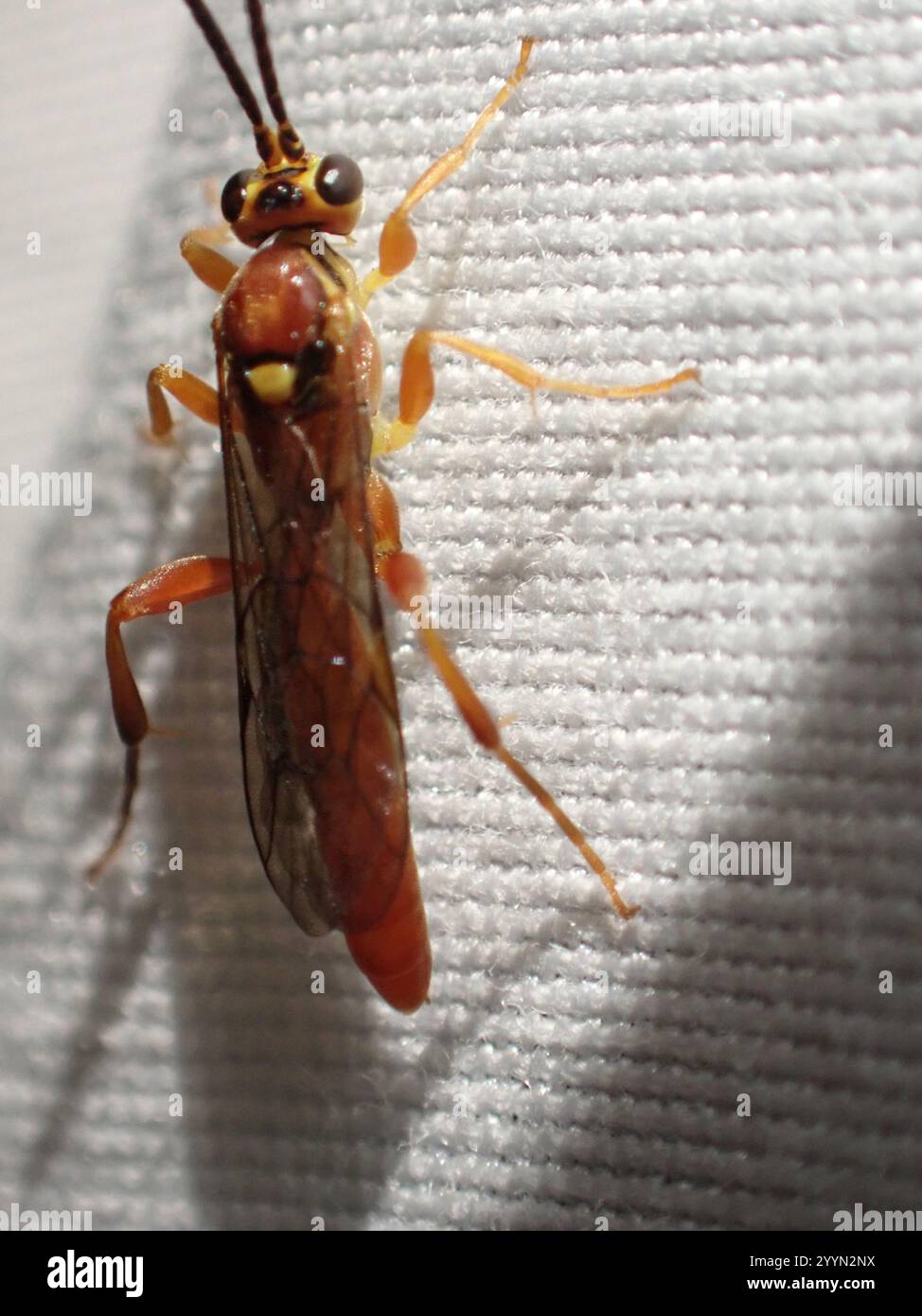 Ichneumonid and Braconid Wasps (Ichneumonoidea Stock Photo - Alamy