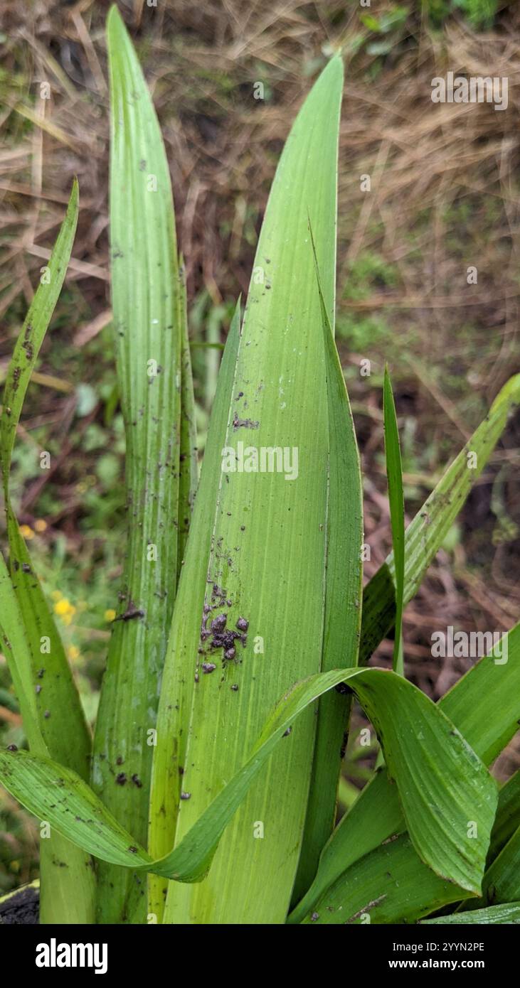 Blue corn-lily (Aristea ecklonii Stock Photo - Alamy