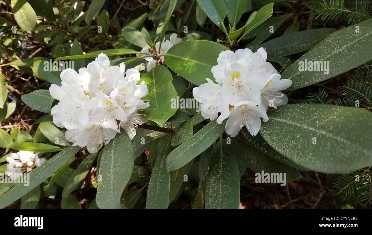 great rhododendron (Rhododendron maximum Stock Photo - Alamy