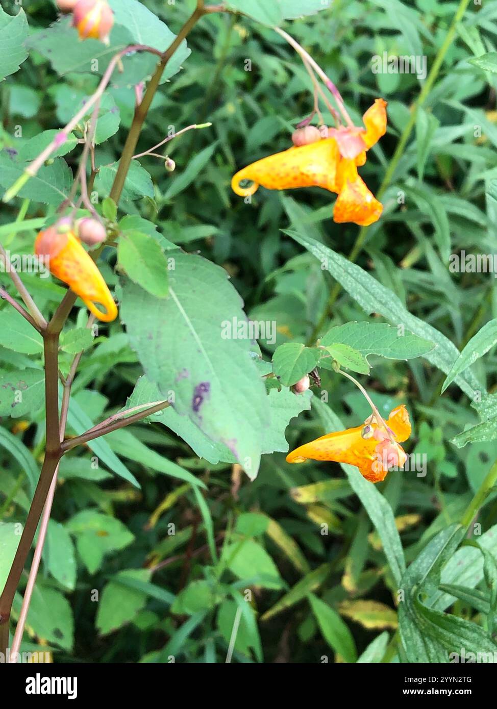 common jewelweed (Impatiens capensis Stock Photo - Alamy