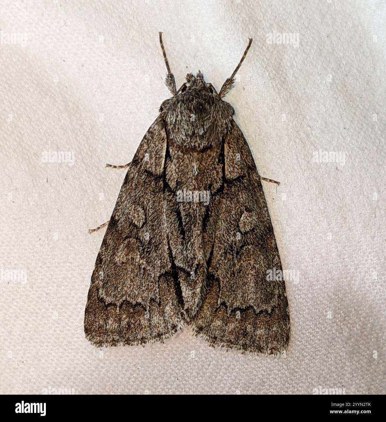 Gray Dagger (Acronicta grisea Stock Photo - Alamy