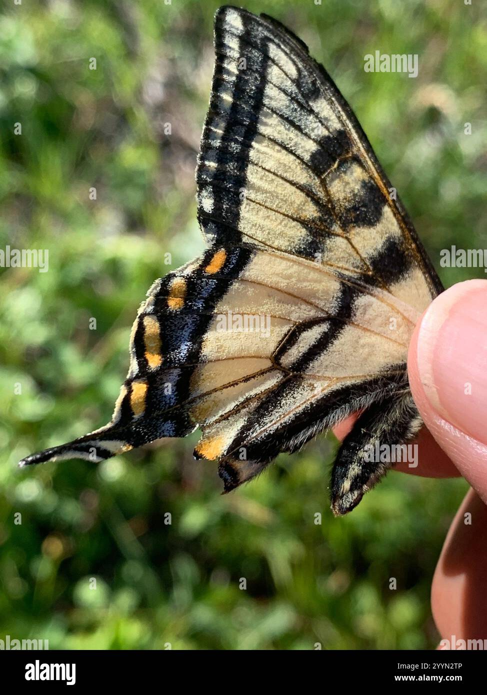 Canadian Tiger Swallowtail (Papilio canadensis Stock Photo - Alamy
