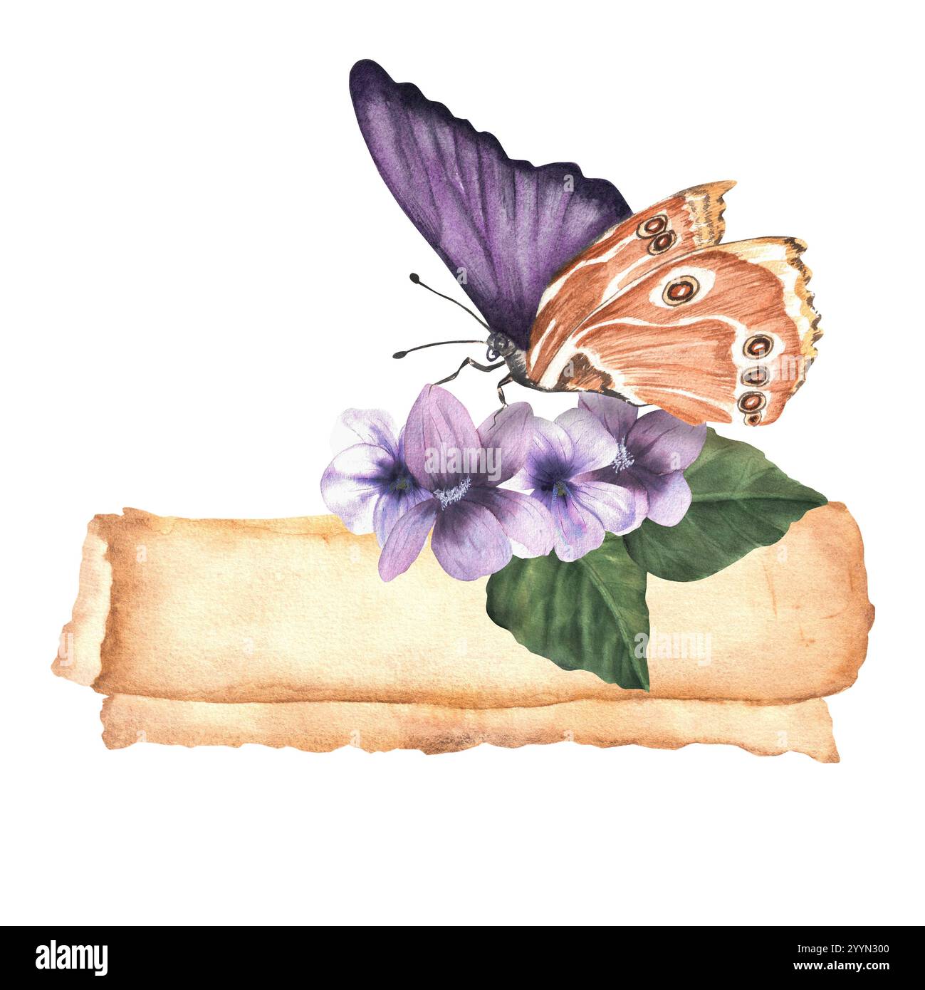 An old yellowed paper scroll with violets and an exotic butterfly ...