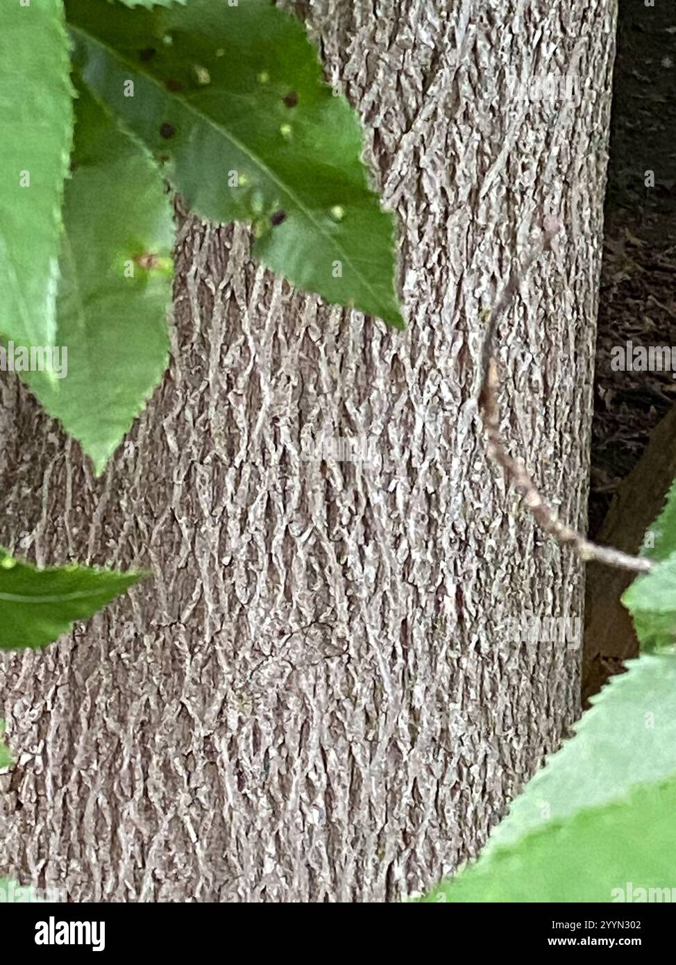bitternut hickory (Carya cordiformis Stock Photo - Alamy