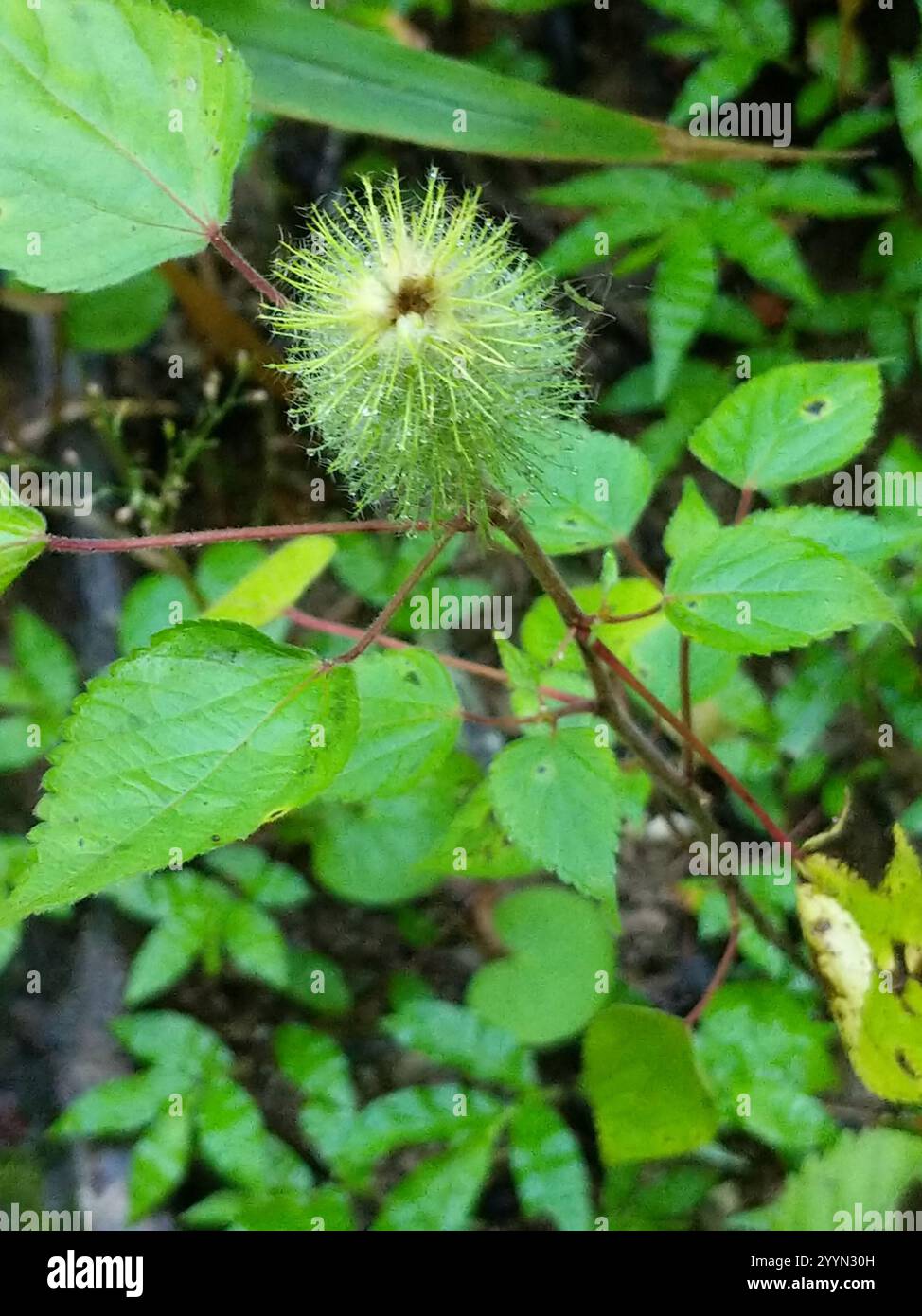 three-seeded mercuries (Acalypha Stock Photo - Alamy