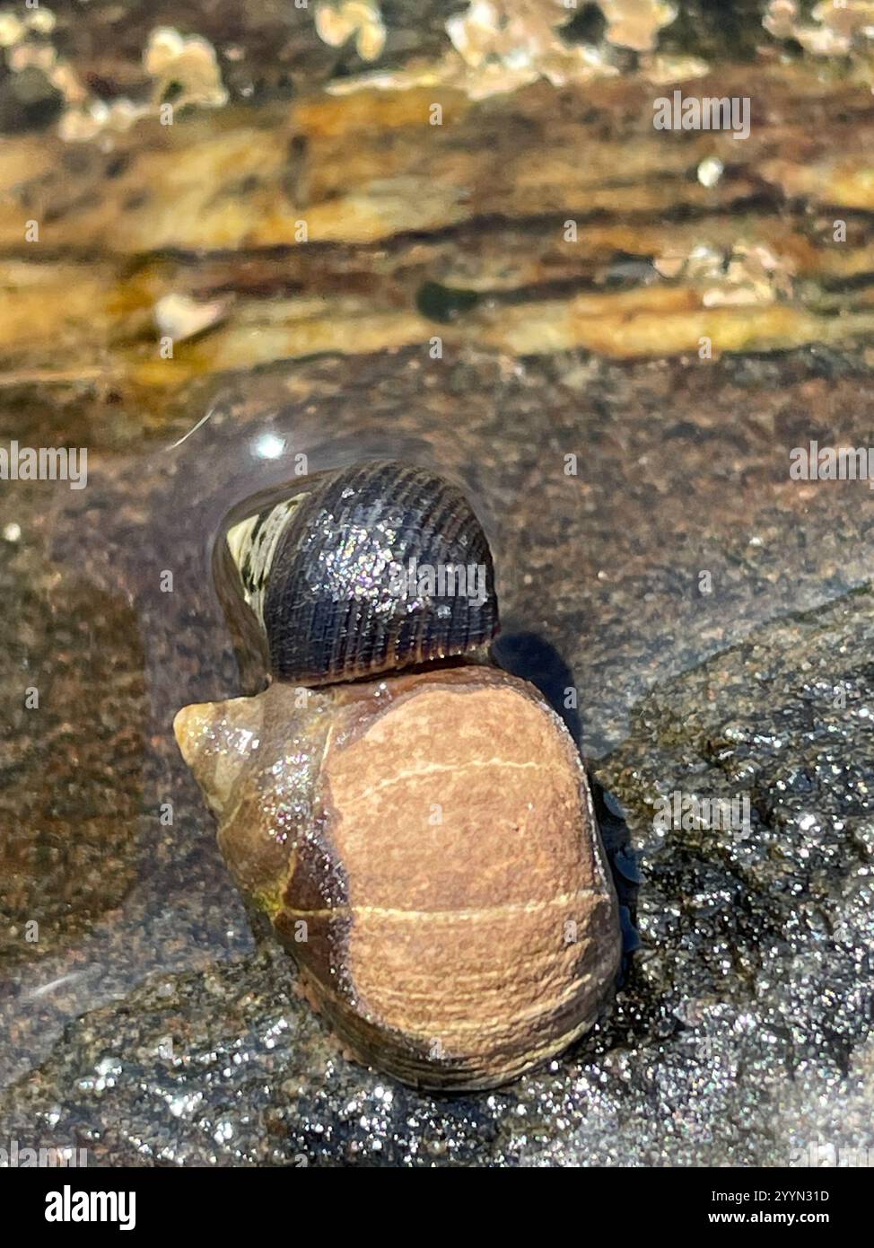 Common Periwinkle (Littorina littorea Stock Photo - Alamy
