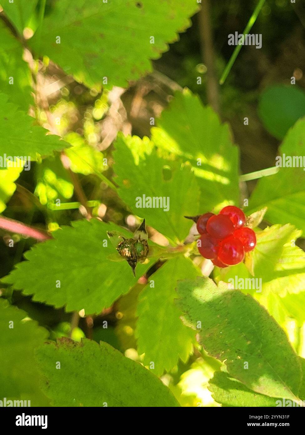 dwarf raspberry (Rubus pubescens Stock Photo - Alamy