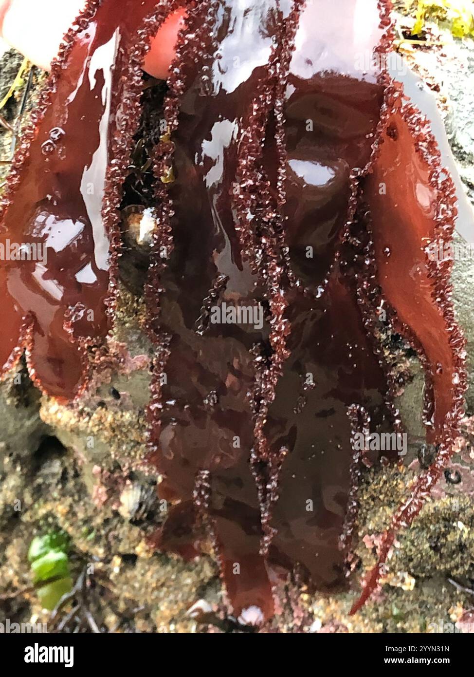 Grape Tongue (Cryptopleura ruprechtiana Stock Photo - Alamy