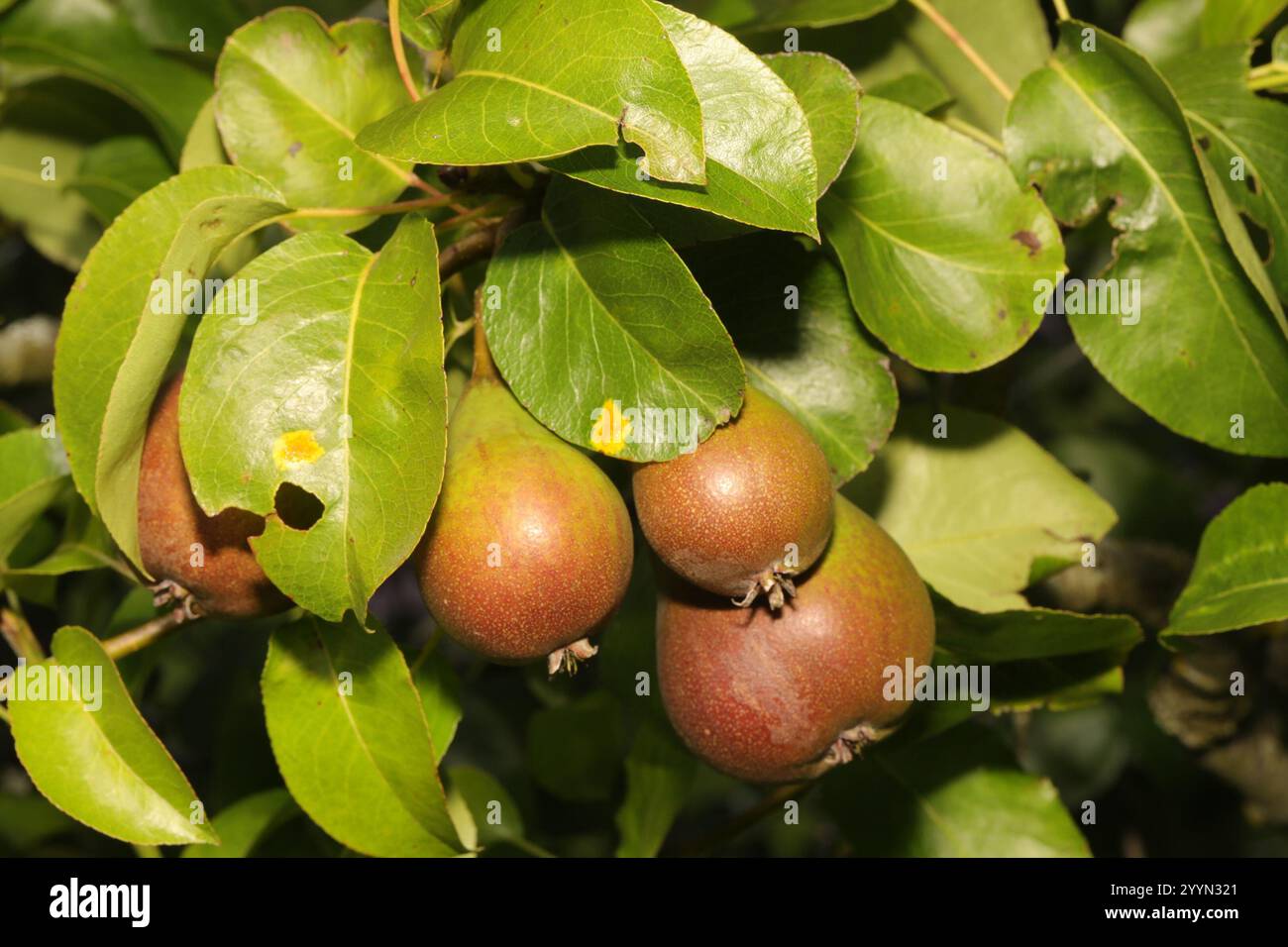 Common Pear (Pyrus communis Stock Photo - Alamy