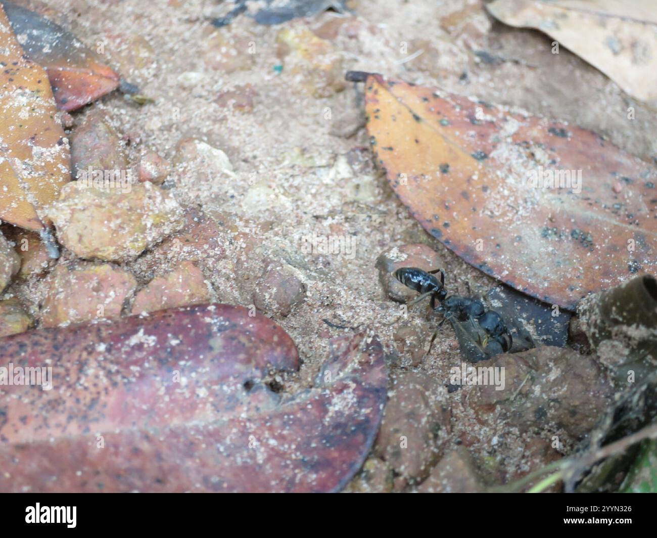African stink ant (Paltothyreus tarsatus Stock Photo - Alamy