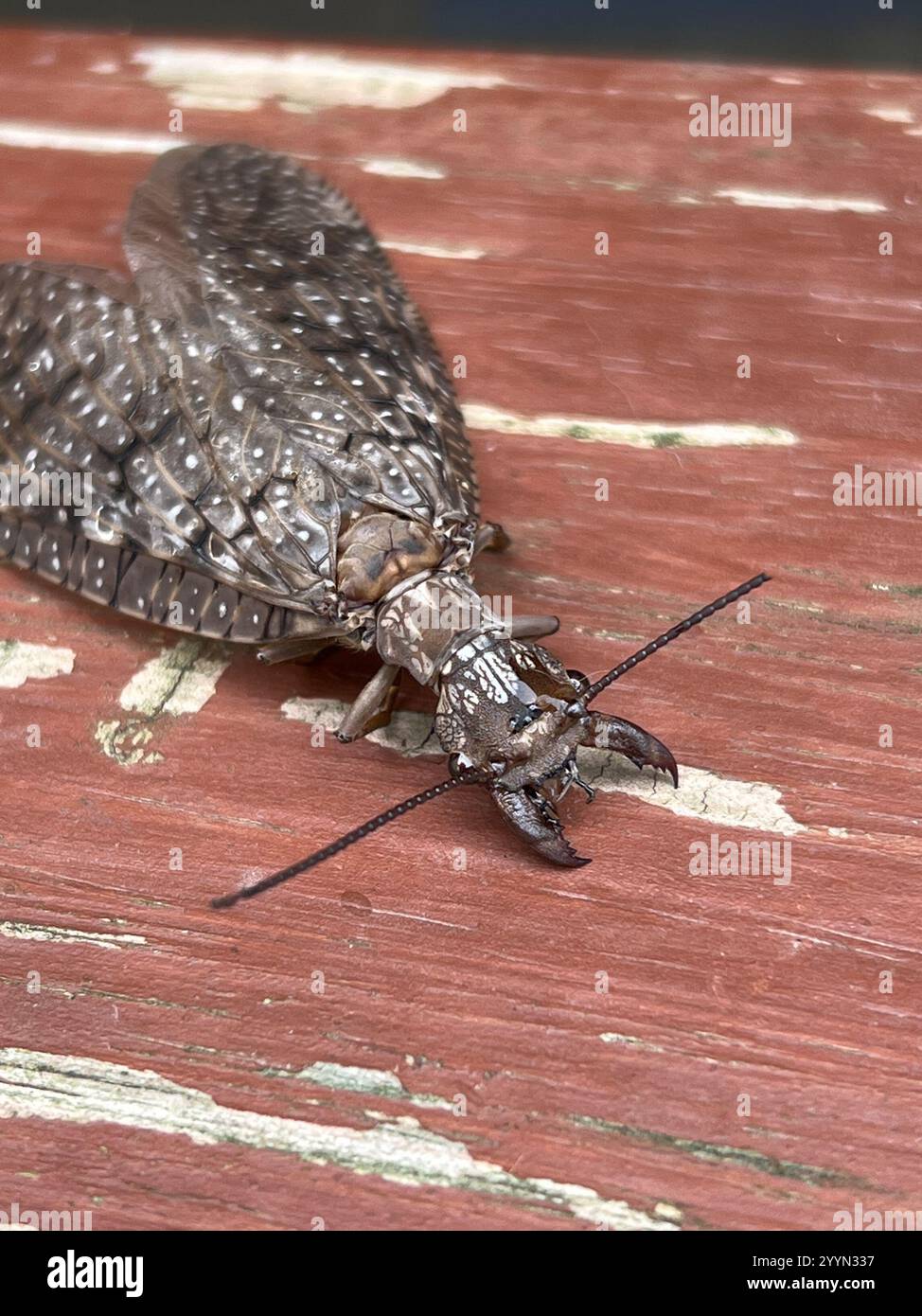 Eastern Dobsonfly (Corydalus cornutus Stock Photo - Alamy