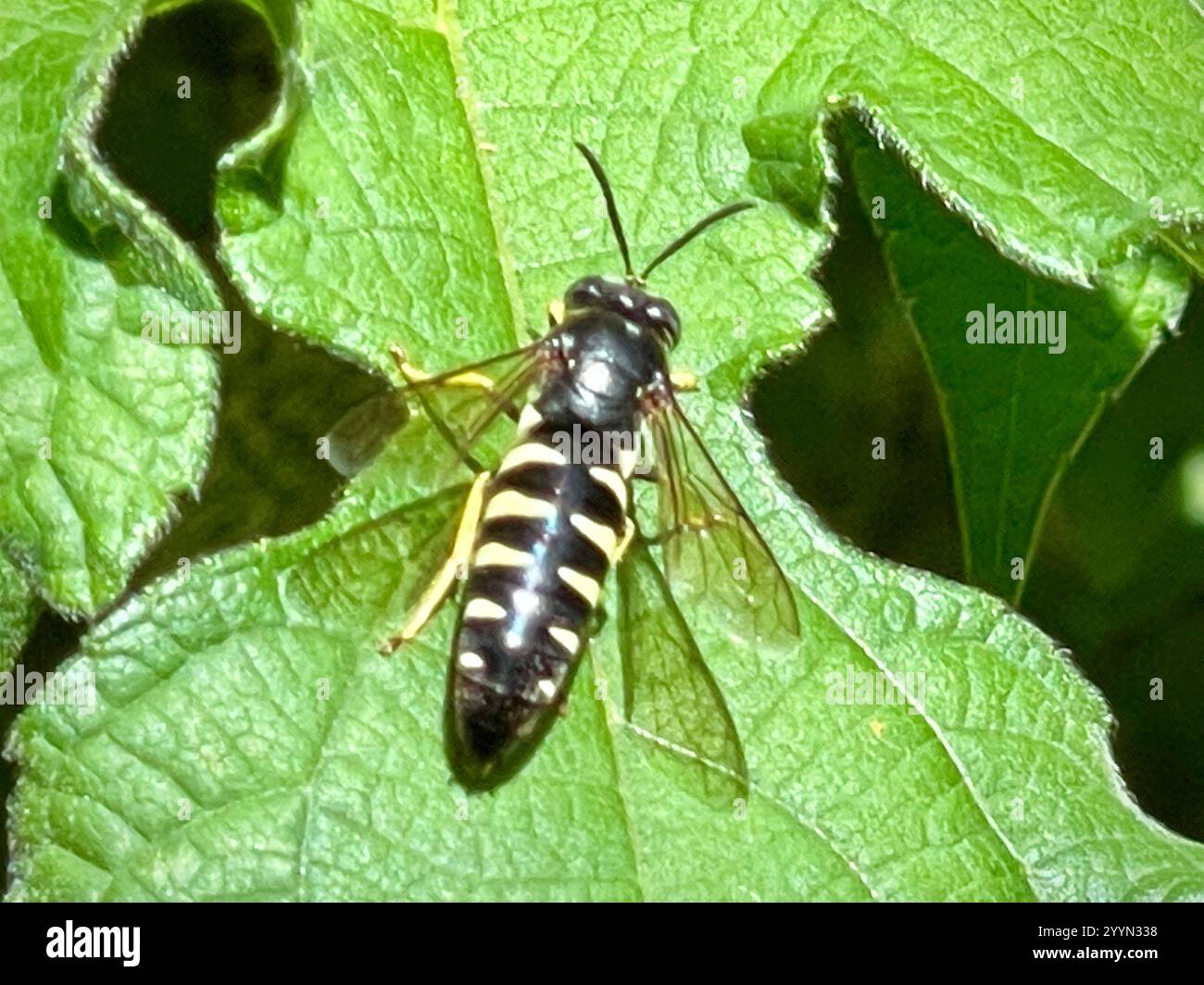 Four-banded Stink Bug Wasp (Bicyrtes quadrifasciatus Stock Photo - Alamy