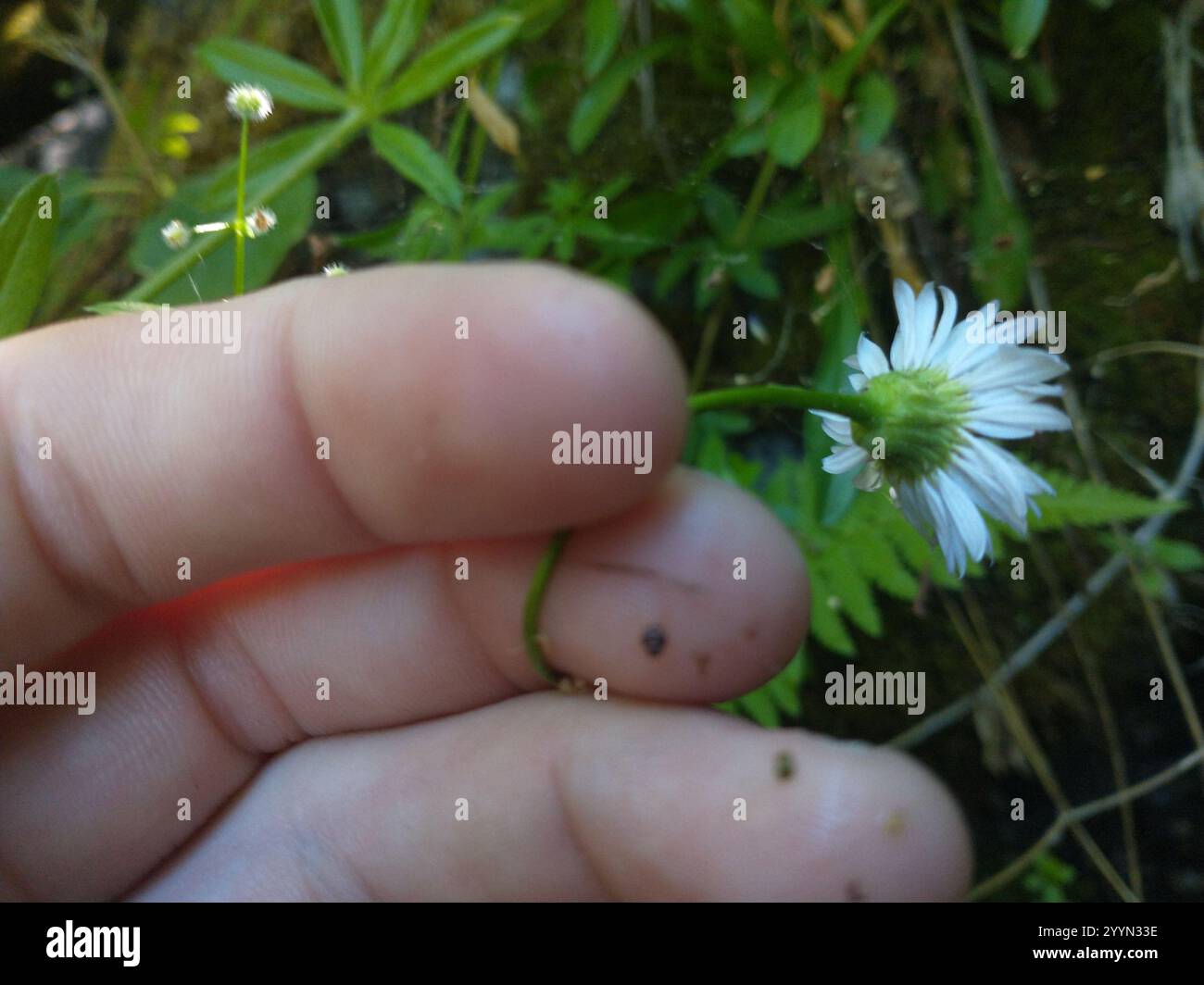 Siskiyou daisy (Erigeron cervinus Stock Photo - Alamy