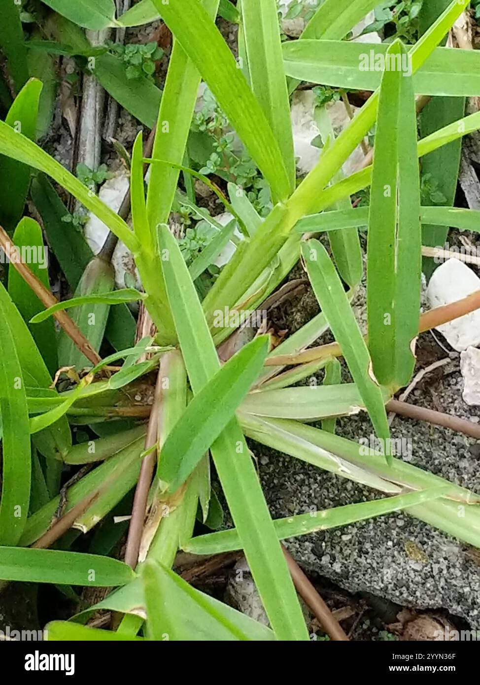 Saint Augustine grass (Stenotaphrum secundatum Stock Photo - Alamy