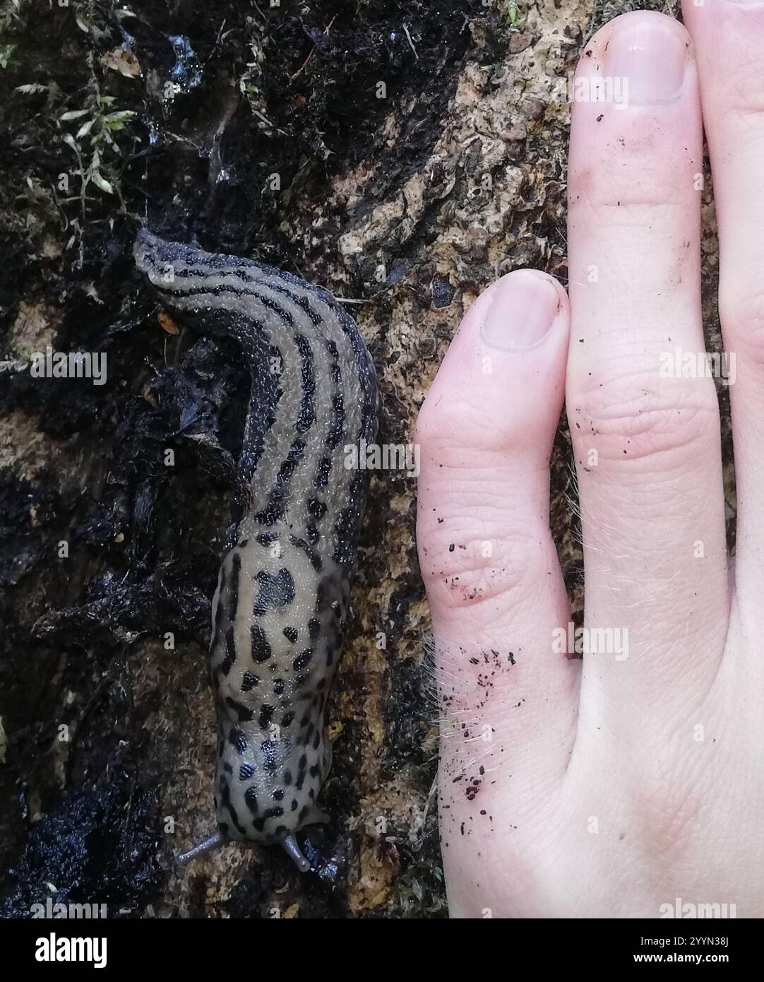 Leopard Slug (Limax maximus Stock Photo - Alamy