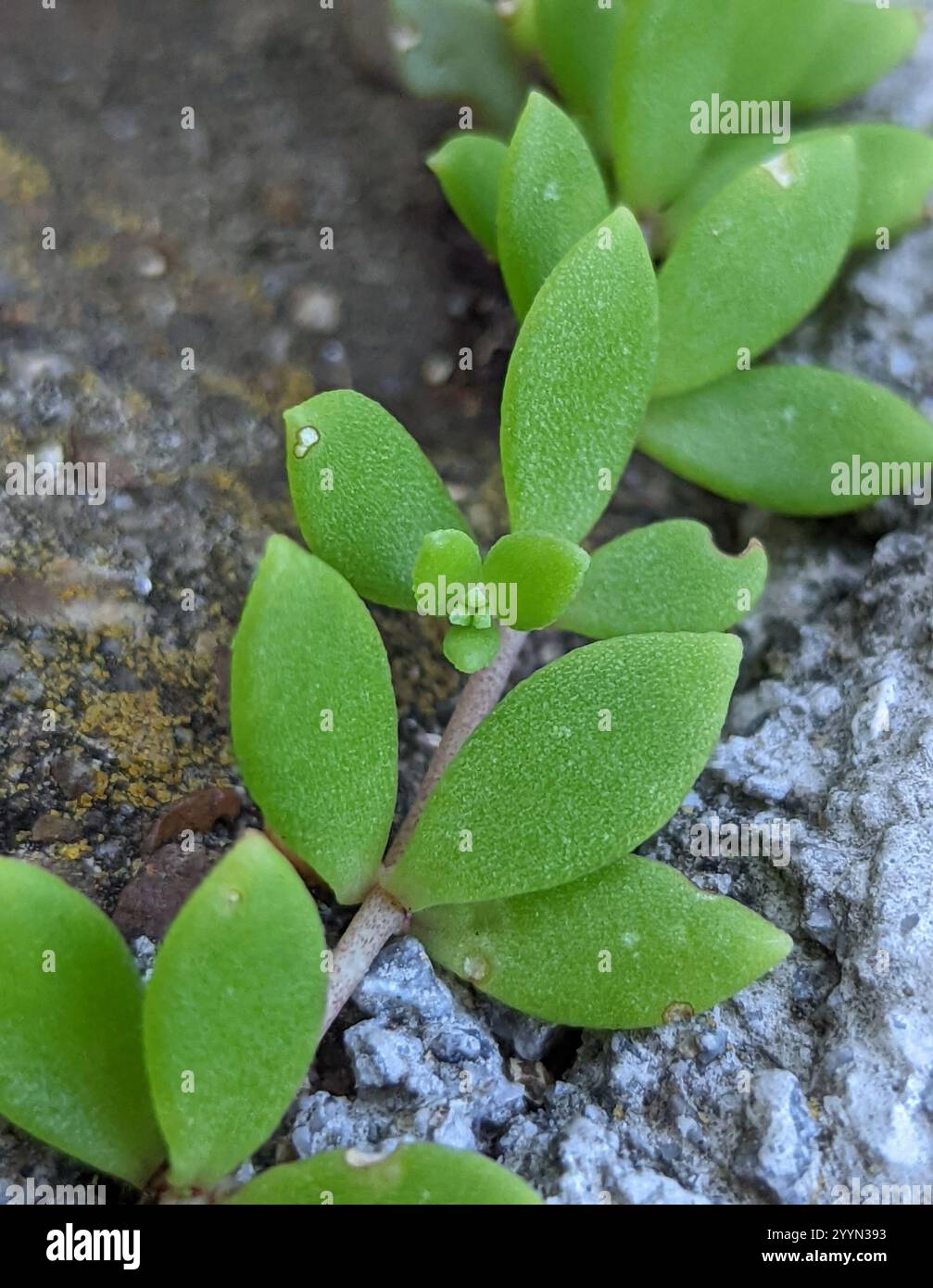 Stringy Stonecrop (Sedum sarmentosum Stock Photo - Alamy
