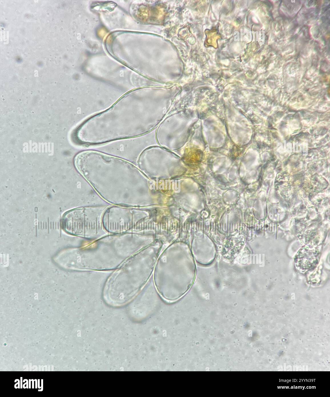 Fiber Caps (Inocybe Stock Photo - Alamy