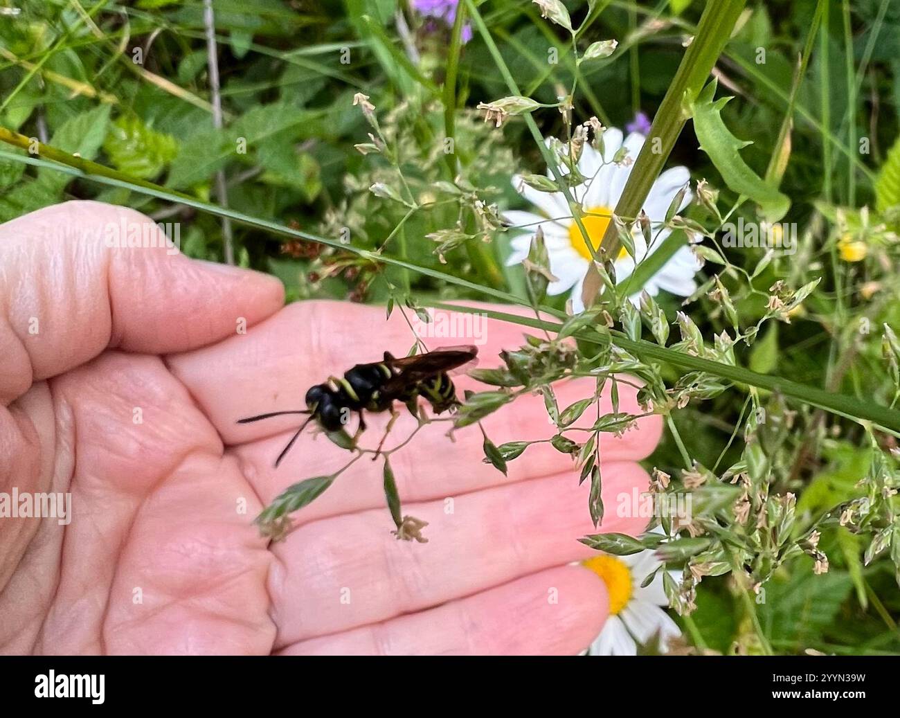 Square-headed Wasps, Sand Wasps, and Allies (Crabronidae Stock Photo ...