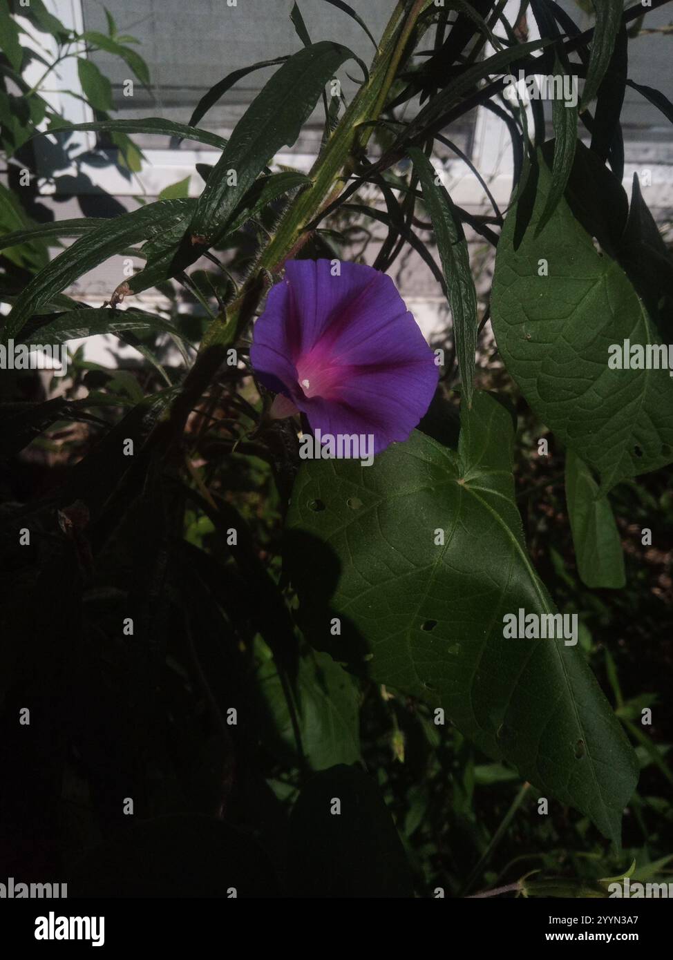 common morning-glory (Ipomoea purpurea Stock Photo - Alamy
