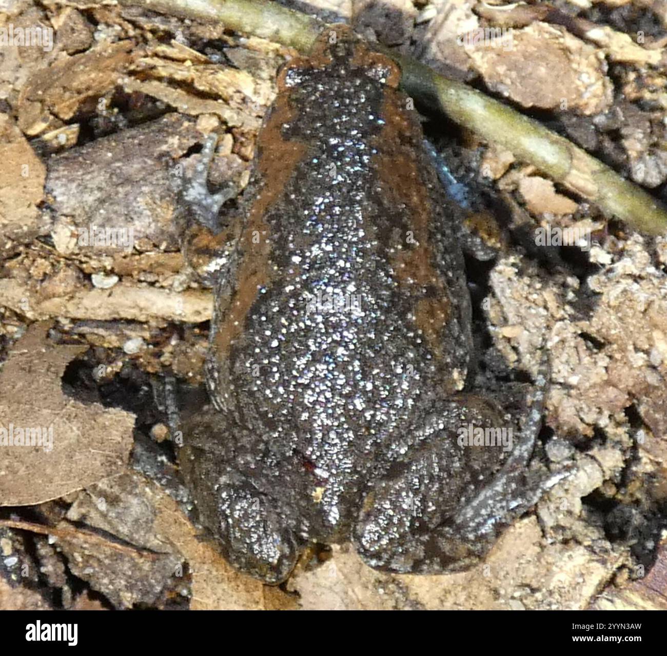 Eastern Narrow-mouthed Toad (Gastrophryne carolinensis Stock Photo - Alamy