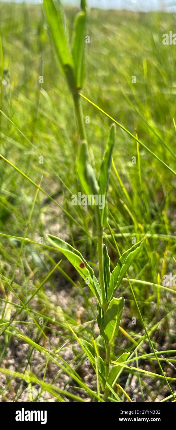 White Four o'Clock (Mirabilis albida Stock Photo - Alamy