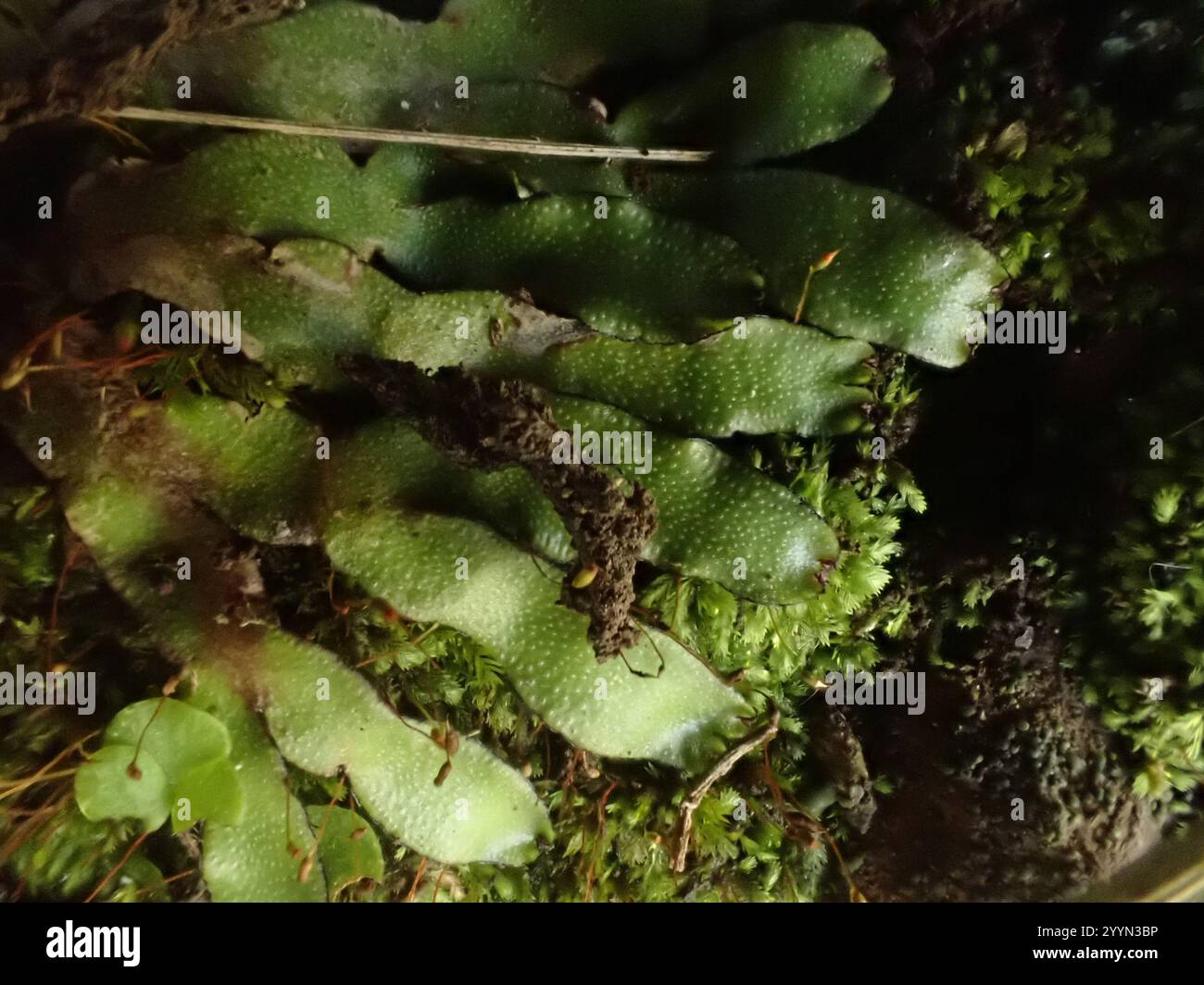 Asterella hi-res stock photography and images - Alamy