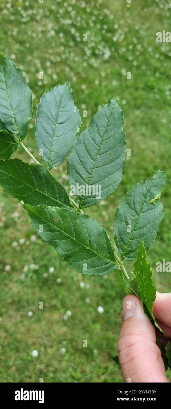European ash (Fraxinus excelsior Stock Photo - Alamy